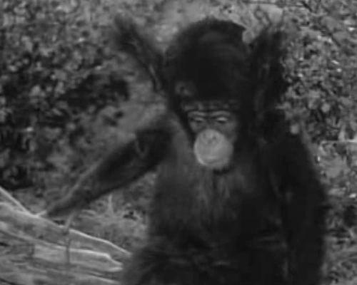 Bloop | Alien Species | Fandom