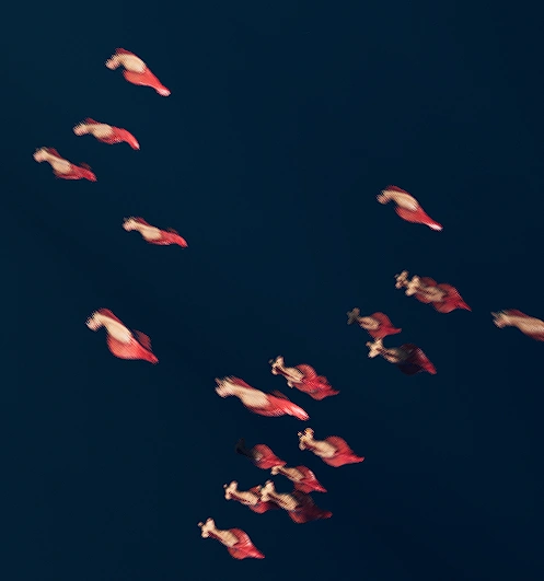 Void Fish | Alien Species | Fandom