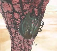 Honeywhip | Alien Species | Fandom