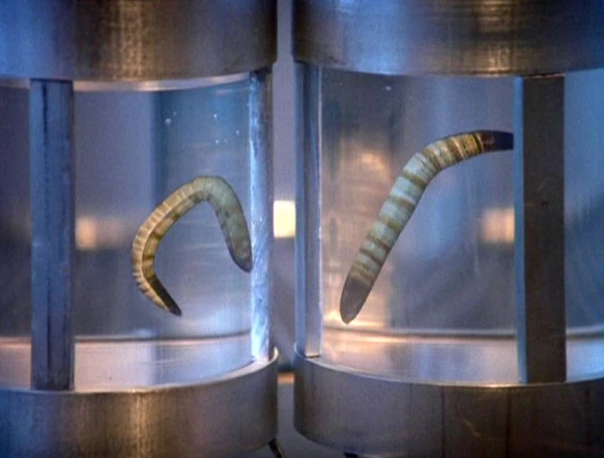 Parasitic Ice Worm | Alien Species | Fandom