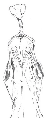 Insectoid | Alien Species | Fandom