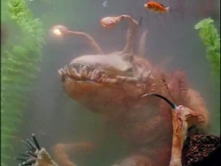 Aquatic Mutant | Alien Species | Fandom