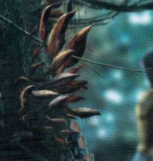 Cat Ear | Alien Species | Fandom