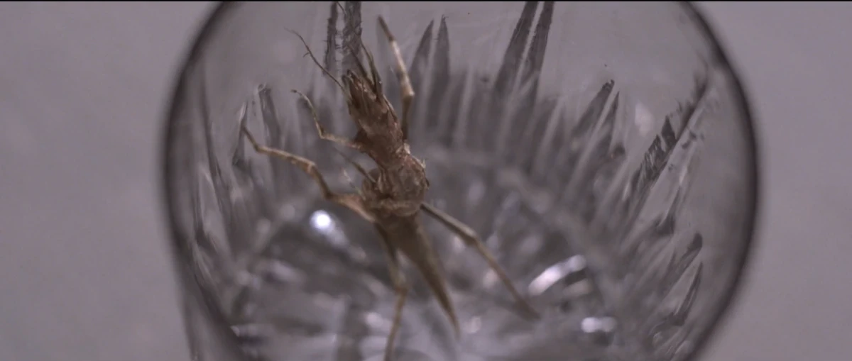 Crazy Bug | Alien Species | Fandom