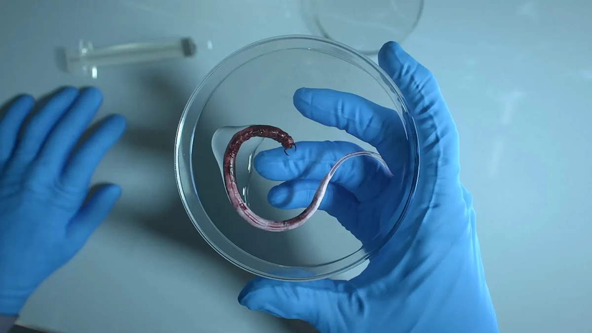 Devil Worm | Alien Species | Fandom