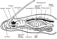 Regulan Bloodworm | Alien Species | Fandom