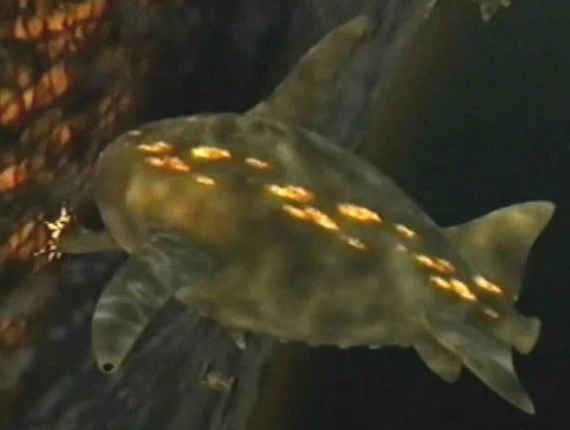 Europan Sea Vent Herbivore | Alien Species | Fandom