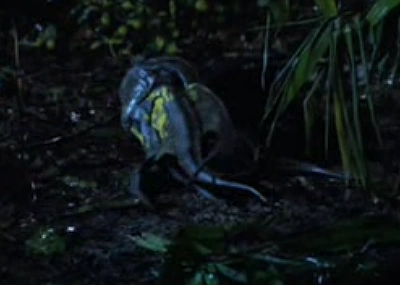 Squiggler | Alien Species | Fandom