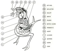 Ornithoid Lifeform | Alien Species | Fandom