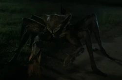 Akrida | Alien Species | Fandom