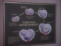 Tarn (Space Precinct) | Alien Species | Fandom