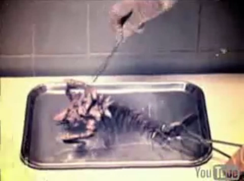 Tunguska Spore | Alien Species | Fandom