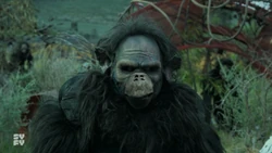 Beader | Alien Species | Fandom