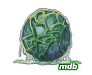 Metroid | Alien Species | Fandom