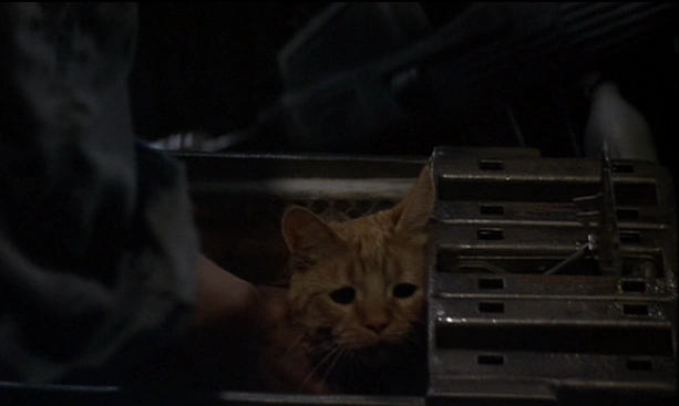 Catbox | ALIEN - The Card Game Wiki | Fandom