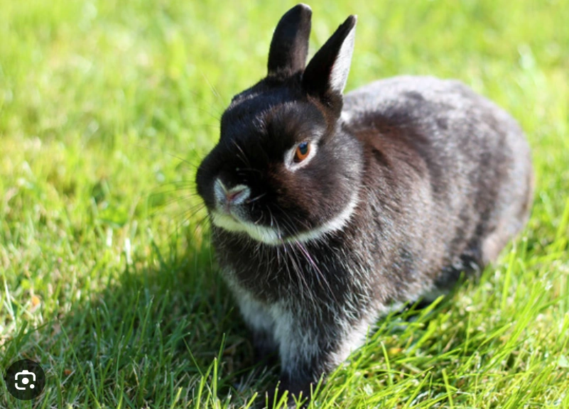 Netherland Dwarf Rabbit | All About Bunnies Wiki | Fandom