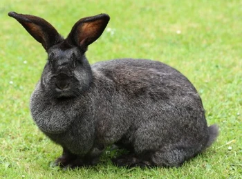 Continental Giant Rabbit | All About Bunnies Wiki | Fandom