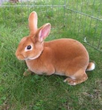 Mini Rex | All About Bunnies Wiki | Fandom