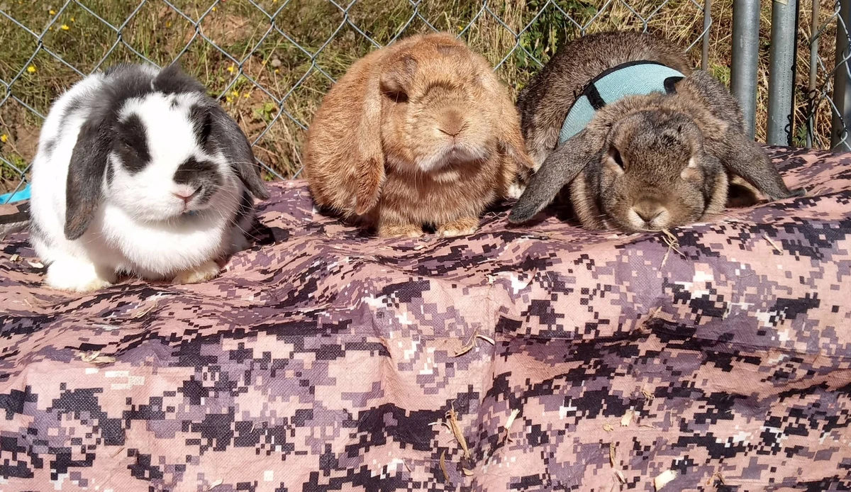 Rabbits Eyes | All About Bunnies Wiki | Fandom