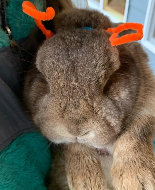 Bolt | All About Bunnies Wiki | Fandom