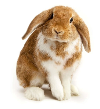 Mini Lop | All About Bunnies Wiki | Fandom