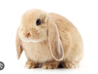 Cashmere Lop | All About Bunnies Wiki | Fandom