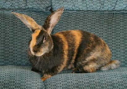 Harlequin | All About Bunnies Wiki | Fandom