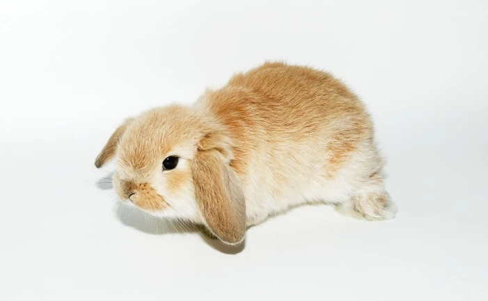 Dwarf Fawn Lop | All About Bunnies Wiki | Fandom