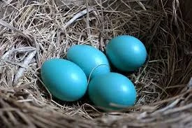 Blue Egg | All About Eggs Wiki | Fandom