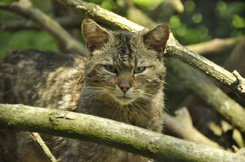 Wildcats | All Lone Ones Wiki | Fandom