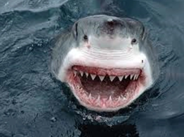 Jaws | All Movie Monsters Wiki | Fandom