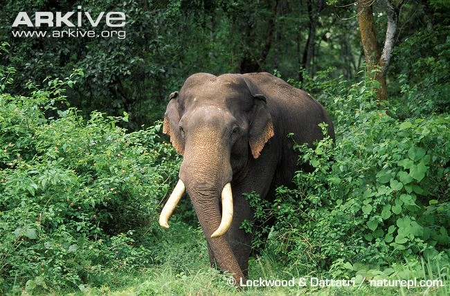 Asian Elephant | Animals Wiki | Fandom
