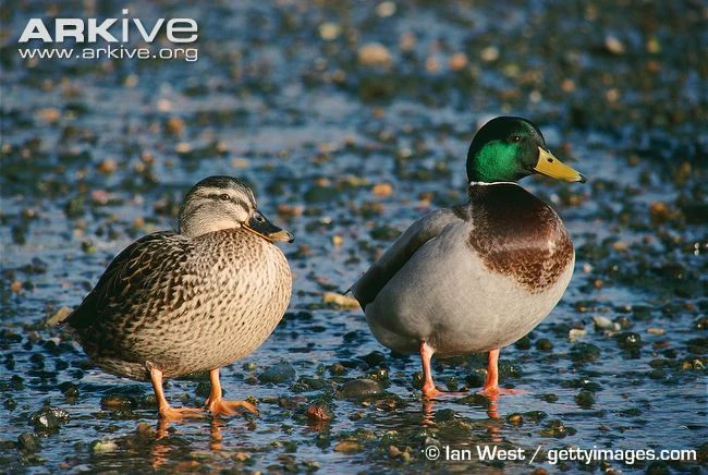 Mallard | Animals Wiki | Fandom