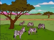 Plains Zebra | Animals Wiki | Fandom