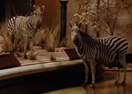 Plains Zebra | Animals Wiki | Fandom