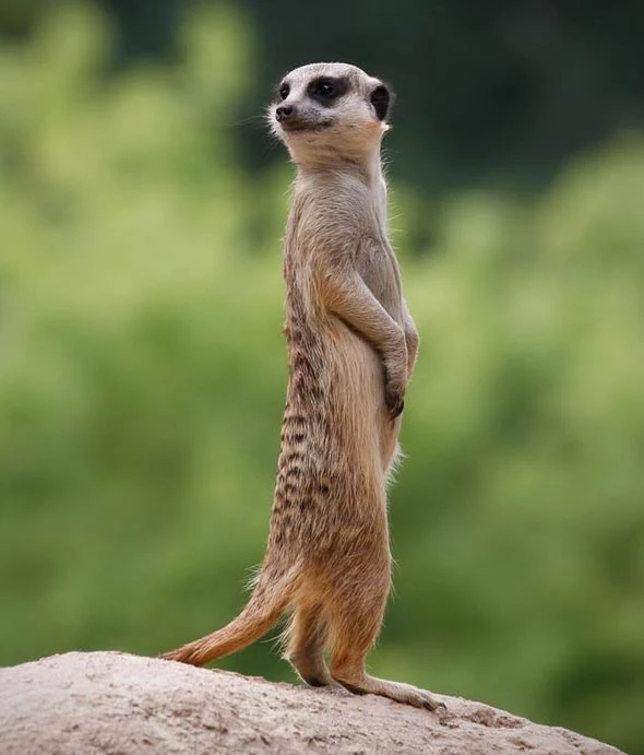 Meerkat | Animals Wiki | Fandom