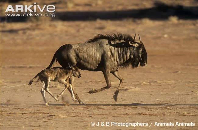 Blue Wildebeest | Animals Wiki | Fandom