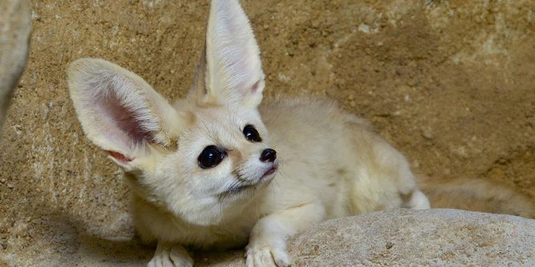 Fennec Fox | Animals Wiki | Fandom