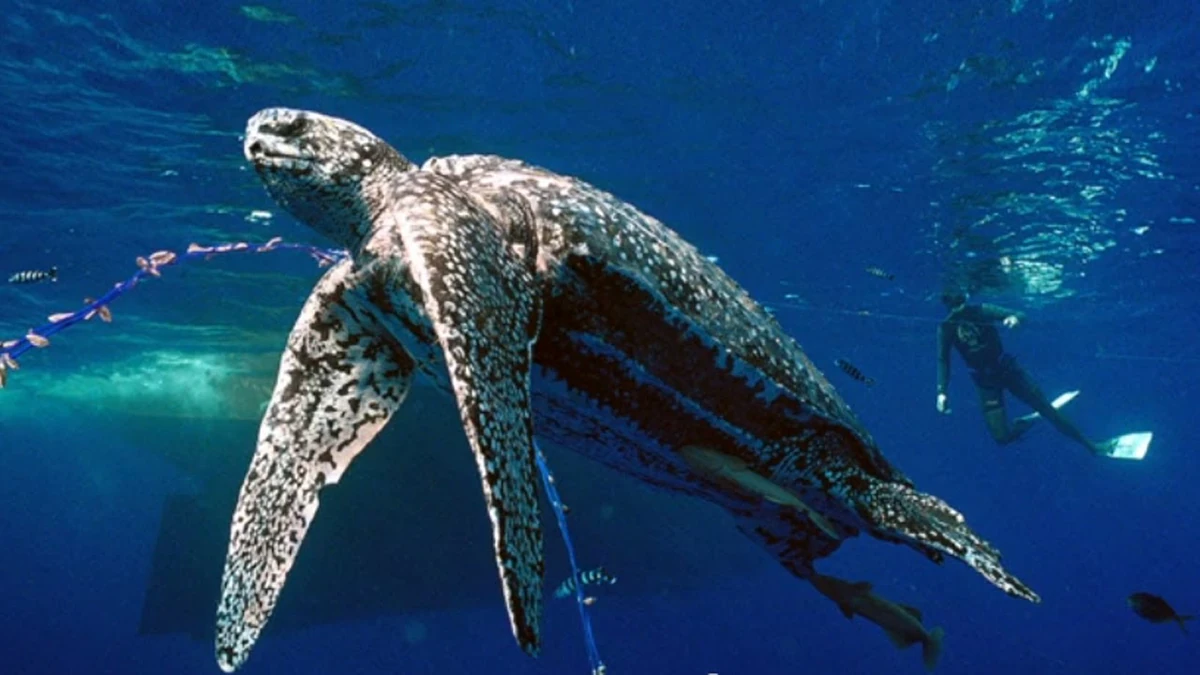 Leatherback Sea Turtle | Animals Wiki | Fandom