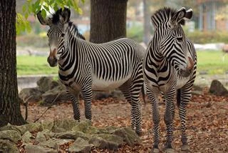 Grévy's Zebra | Animals Wiki | Fandom