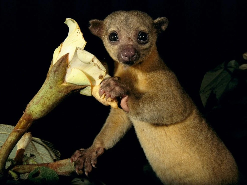 Kinkajou | Animals Wiki | Fandom