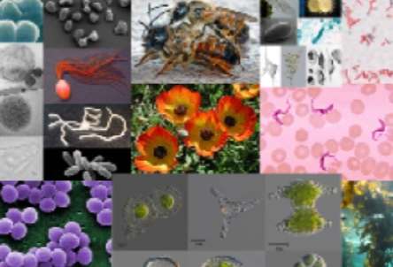 Archaea | All Organisms Wiki | Fandom