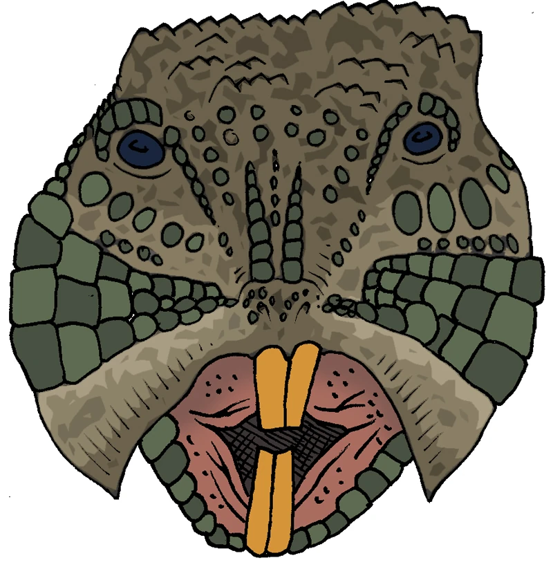 Paca | All Todays Wiki | Fandom