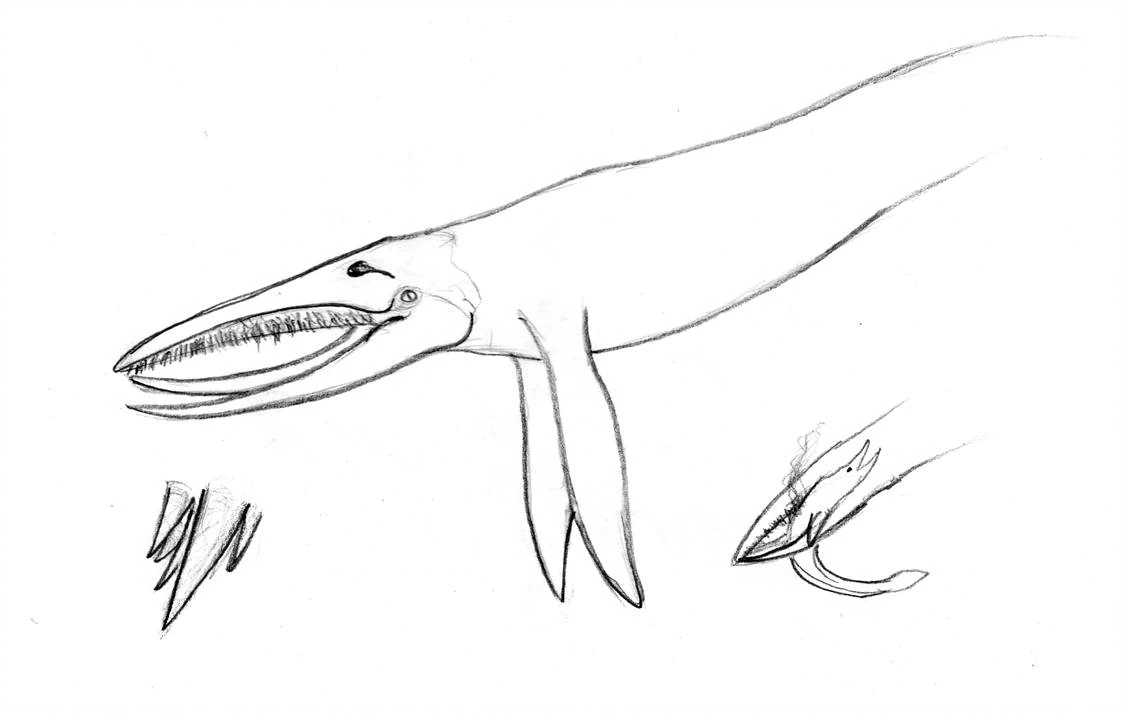 Finback Whale | All Todays Wiki | Fandom