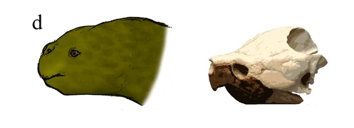 Alligator Snapper | All Todays Wiki | Fandom