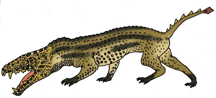 Shrew | All Todays Wiki | Fandom