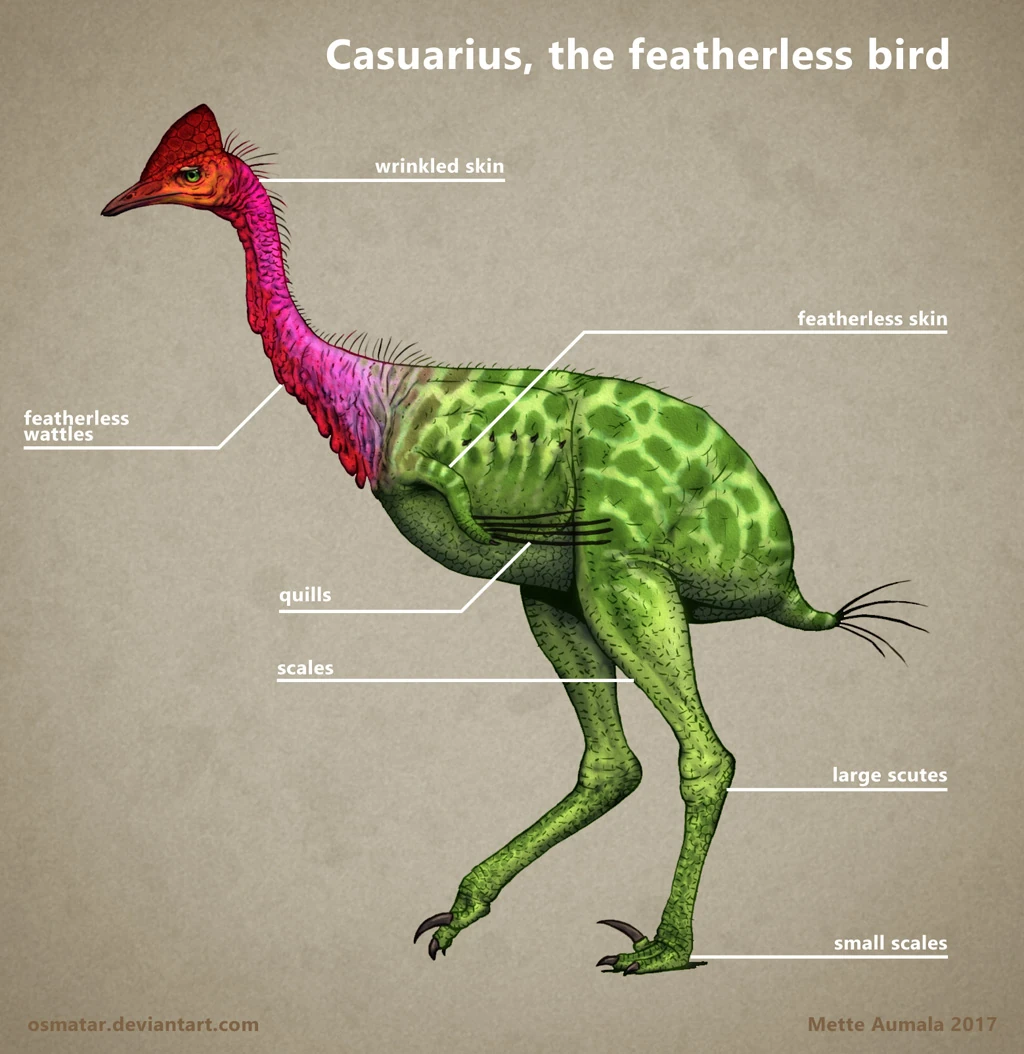 Cassowary | All Todays Wiki | Fandom