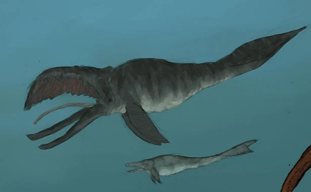 Blue Whale | All Todays Wiki | Fandom
