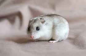 Chinese Hamsters | All you need to know about hamsters Wikia | Fandom