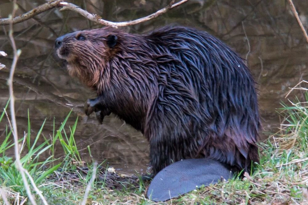 European Beaver | Animals Wiki | Fandom